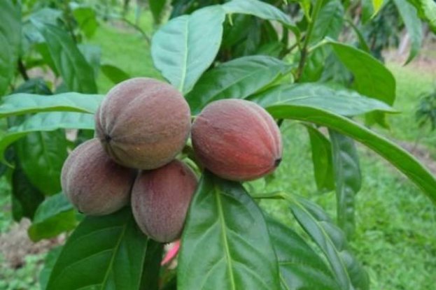 Super-Effective Cancer-Fighting Berry Discovered Growing in Australia