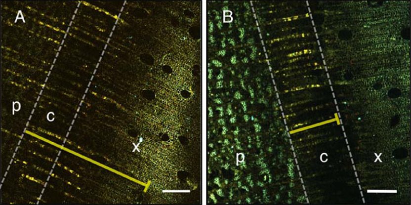 Trees Store Water in Their 'Food Tubes', World-First Research Finds