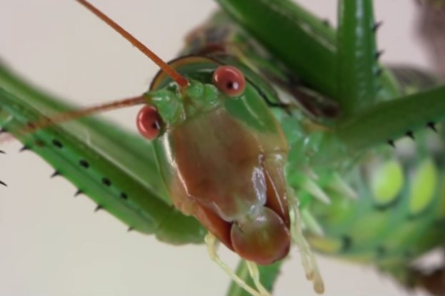 WATCH: Here's What It Looks Like When a Giant Insect Breathes