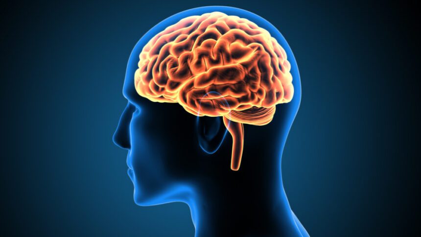 15 Astonishing Facts About the Human Brain That Defy Logic